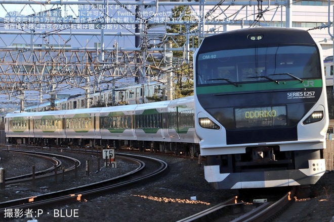 【JR東】E257系5000番台による踊り子号 |2nd-train鉄道ニュース